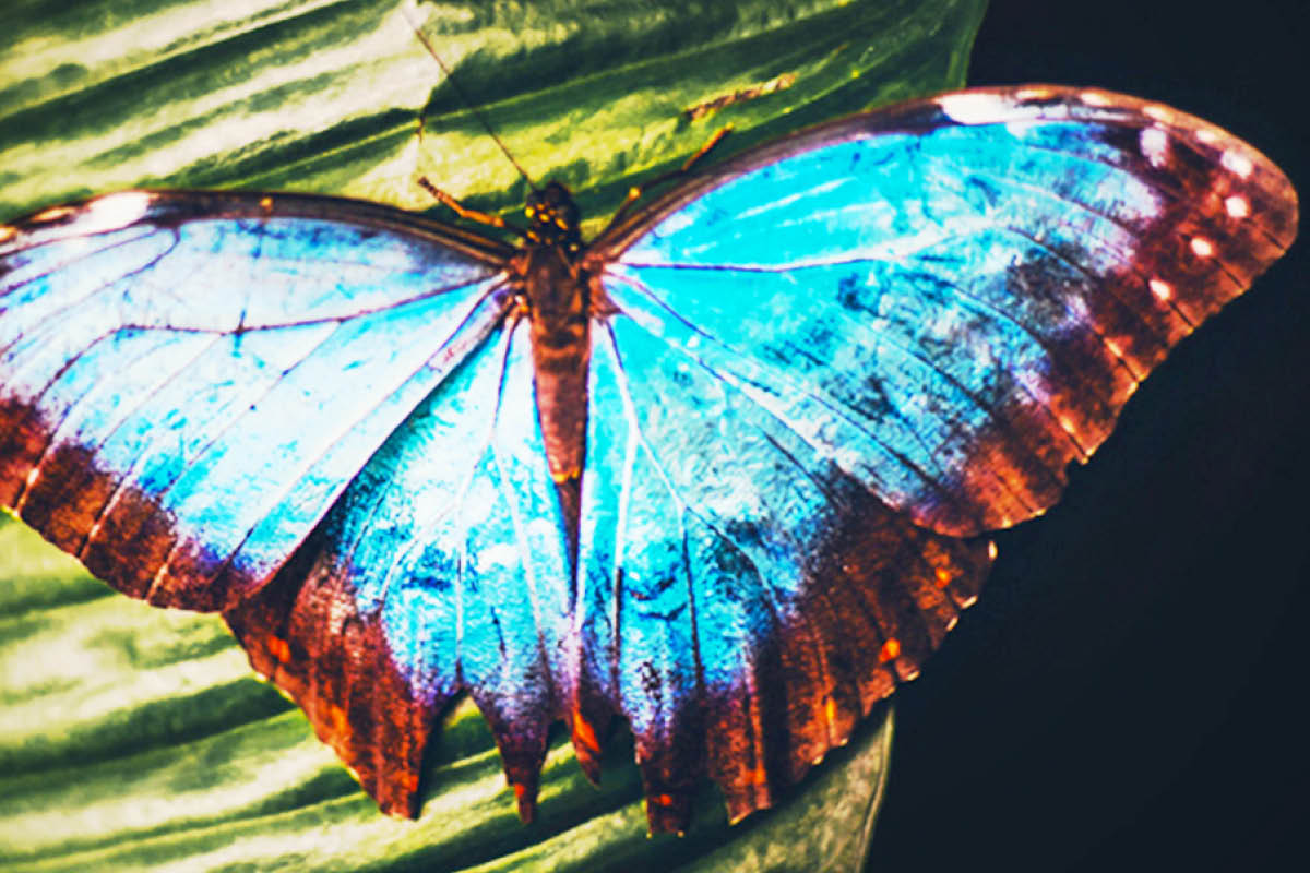 Mariposa status update - Olenex